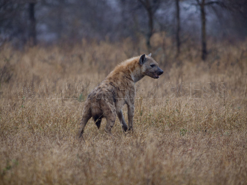 Hyena Wallpapers - Photo #183 - Wallpaper Access - Free and Premium ...