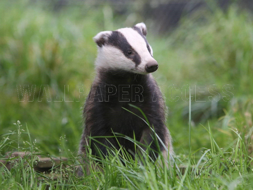 Badger Wallpapers - Photo #234 - Wallpaper Access - Free and Premium ...
